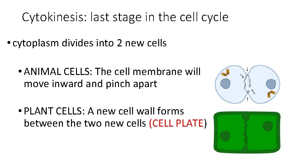 The Cell Cycle Mitosis and Cancer Glencoe Biology