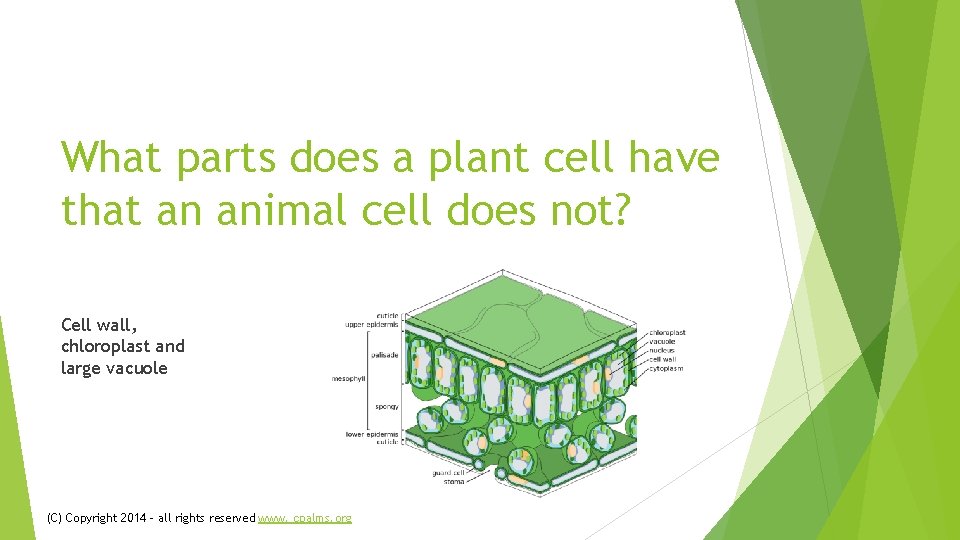 Plant and Animal Cell Organelles and Their Functions
