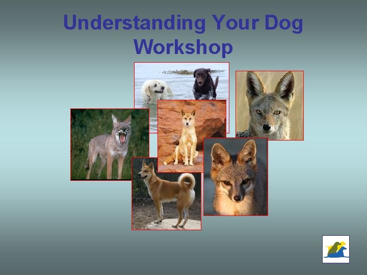 Understanding Your Dog Workshop Canine Rehabilitation Understanding Your