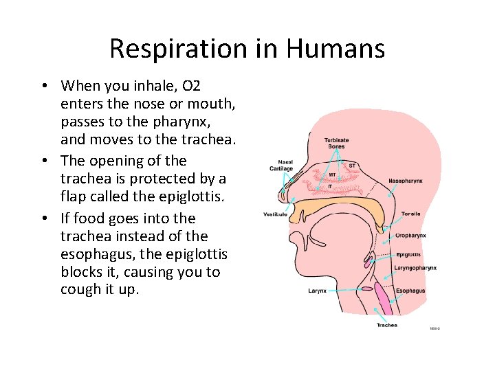 Unit 12 The Respiratory System What is Respiration