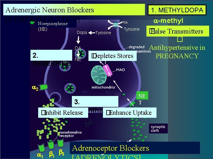 PHARMACOLOGY OFADRENERGICS Agonists Antagonist Adrenergic Neuron ...