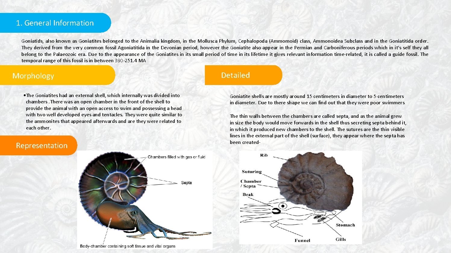 Goniatites Andrea Martn Brannick 4A 1 General Information