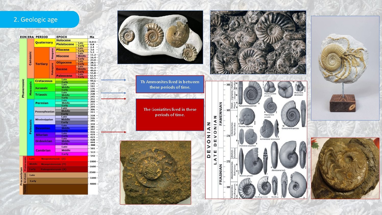 Goniatites Andrea Martn Brannick 4A 1 General Information