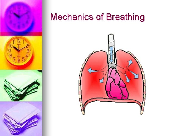 Respiratory System Functions n n n Breathes air