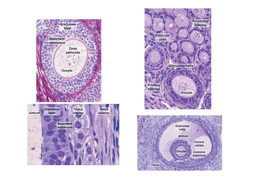 Histology Female Reproductive System Lecture Objectives Describe the