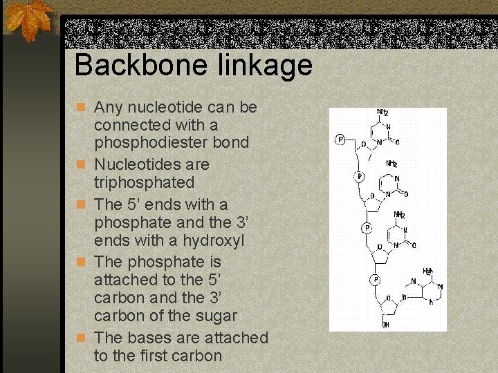 Nucleic Acids Jon Wilson Cell Physiology Structure of
