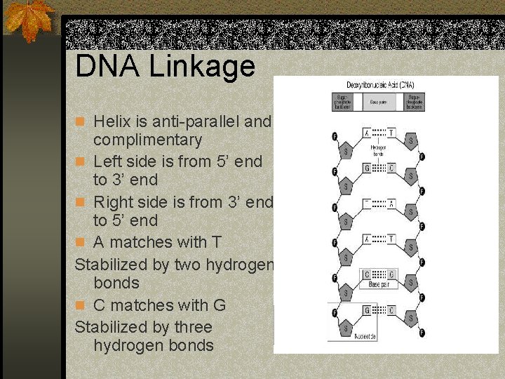 Nucleic Acids Jon Wilson Cell Physiology Structure of