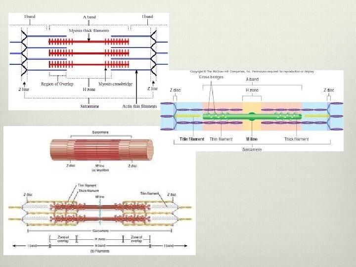 The Muscular System Anatomy of Skeletal Muscle Part