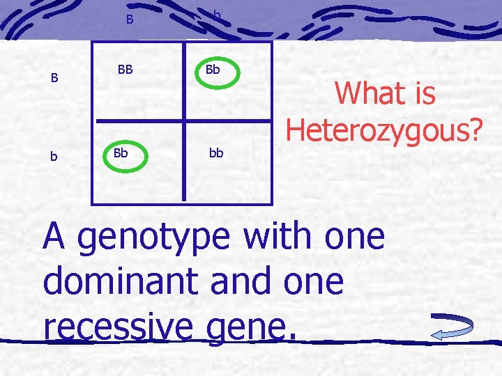 Jeopardy Punnett Squares Genetics Traits 100 100 200