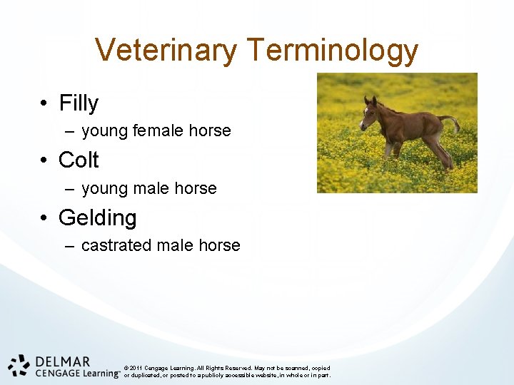 Chapter 19 Equine Breed Identification and Production Management