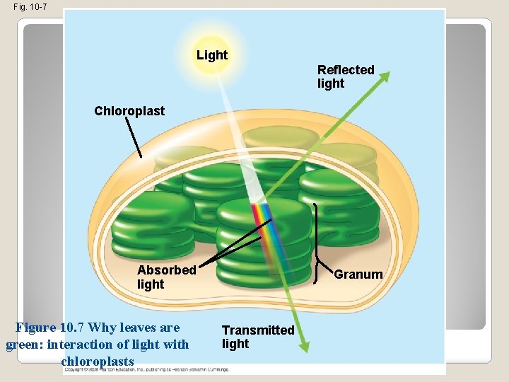 Chapter 10 Photosynthesis Photosynthesis is the process that
