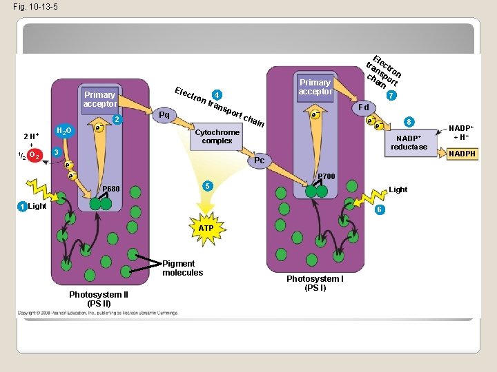 Chapter 10 Photosynthesis Photosynthesis is the process that