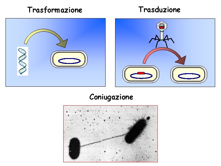La variabilit genetica nei batteri Le due cellule