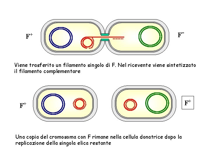 La variabilit genetica nei batteri Le due cellule