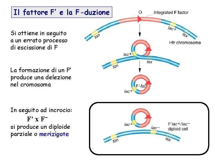 La variabilit genetica nei batteri Le due cellule