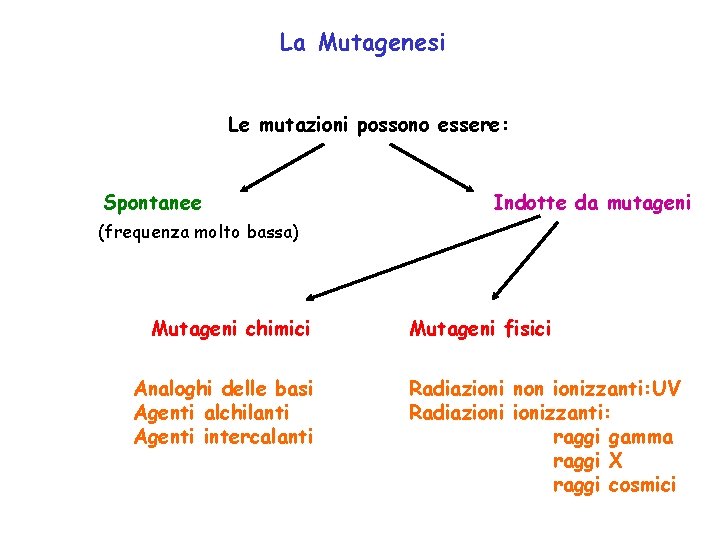La variabilit genetica nei batteri Le due cellule
