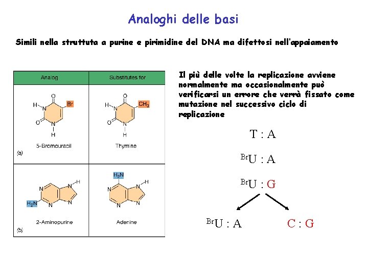 La variabilit genetica nei batteri Le due cellule