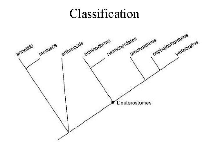 Chordates Classification Protostome vs Deuterostome Classification ...