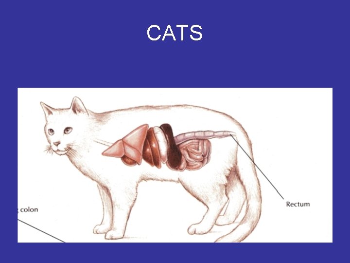 Radiological Pathology of Abdomen Part I GI Tract