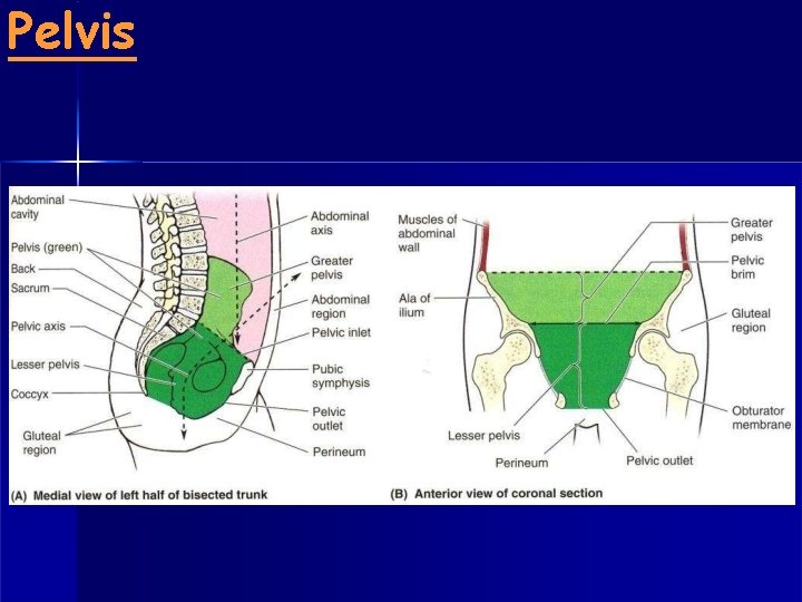 Organs in Abdominal Pelvic Cavity Abdomenpelvis The abdomen