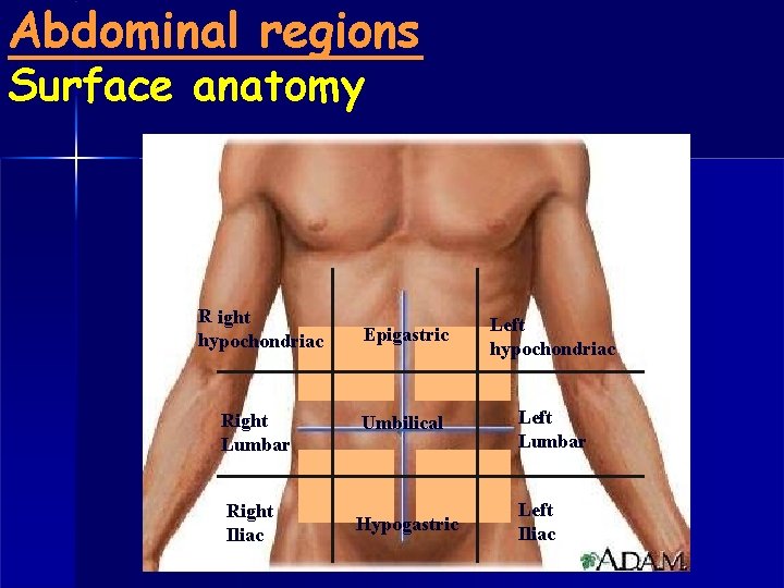 Organs in Abdominal Pelvic Cavity Abdomenpelvis The abdomen