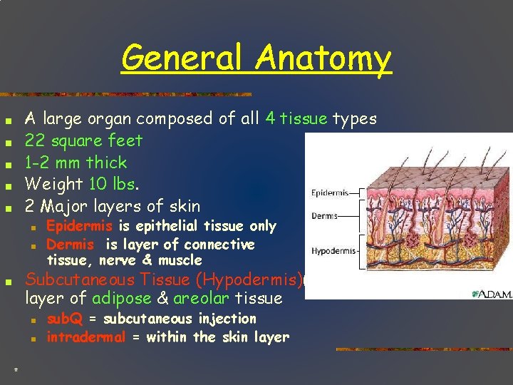 Sponge What is the difference between an ultrasound
