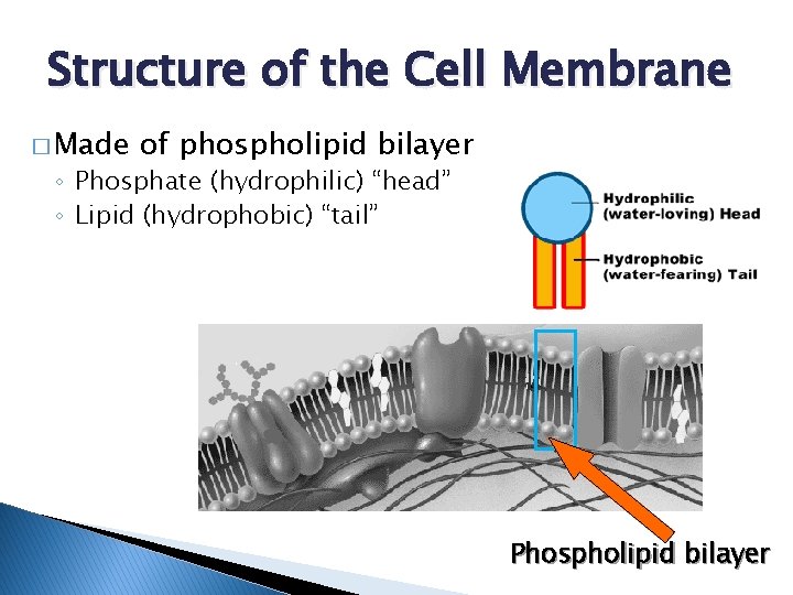 Lipids Cell Membranes Honors Biology Recall Macromolecules BIG