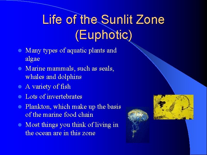 The Marine Ecosystem Ocean Overview Oceans cover three