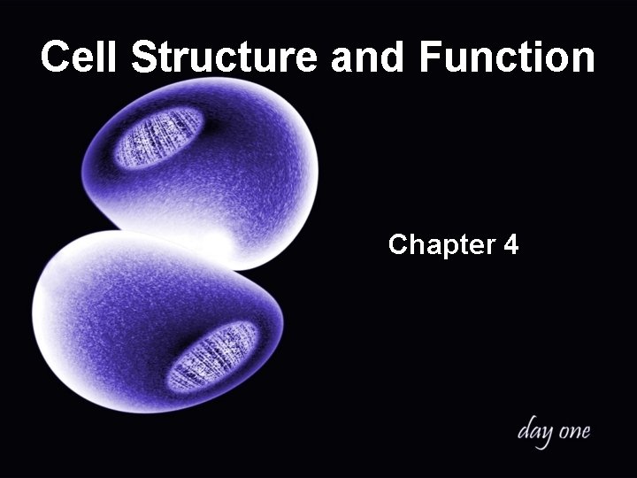 Cell Structure and Function Chapter 4 Robert Hooke