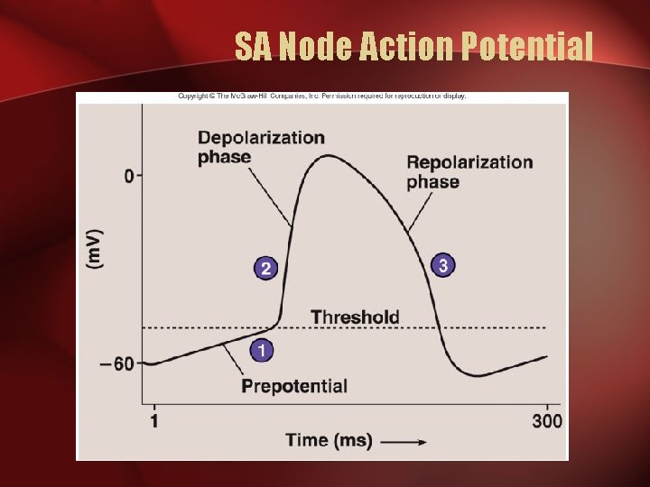 The Circulatory System The Heart Blood Vessels Blood
