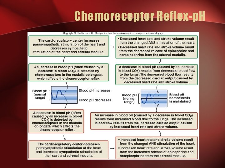 The Circulatory System The Heart Blood Vessels Blood