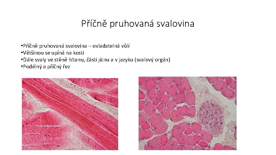 Svaly Aktivn sloka pohybovho apartu Hladk svaly nejsou