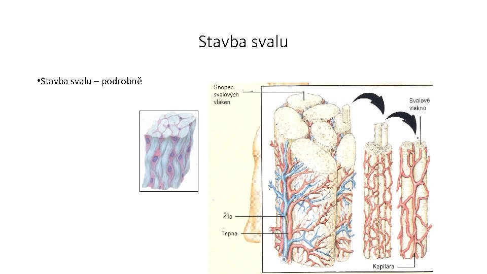 Svaly Aktivn sloka pohybovho apartu Hladk svaly nejsou