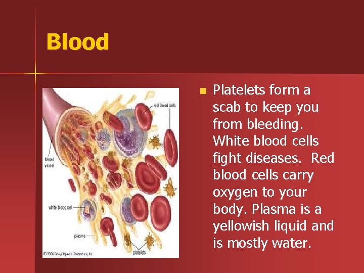 The Circulatory System Created by Katelyn Danny and