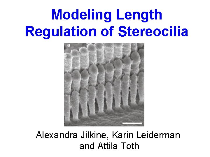 Modeling Length Regulation of Stereocilia Alexandra Jilkine Karin