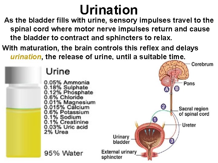 Urinary System and Excretion 16 1 EXCRETION Is