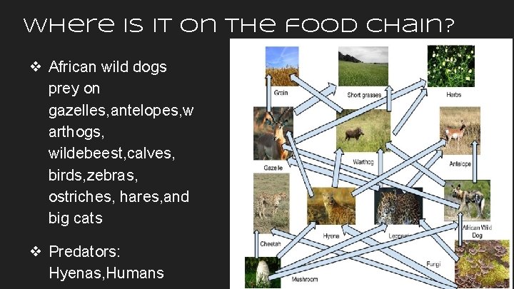 African Wild Dog Endangered Species Jennifer Lopez Desteny