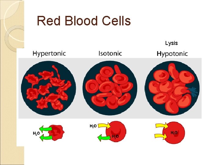 Cell TransportMembrane Cell Membranes Functions a Controls what