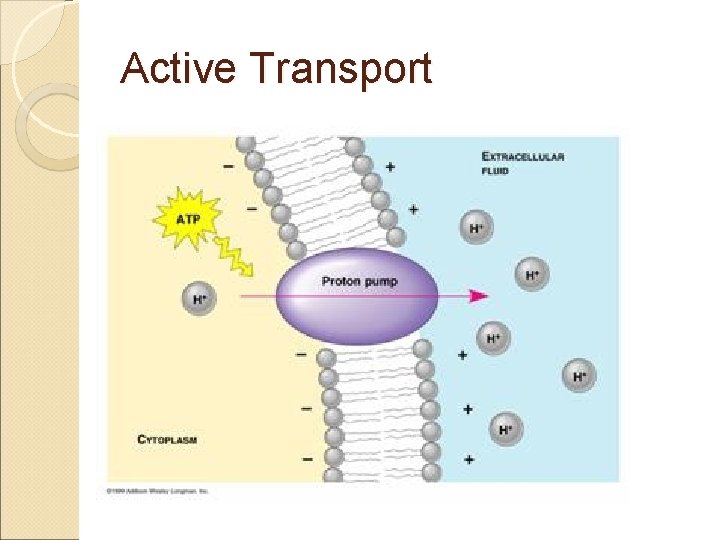 Cell TransportMembrane Cell Membranes Functions a Controls what