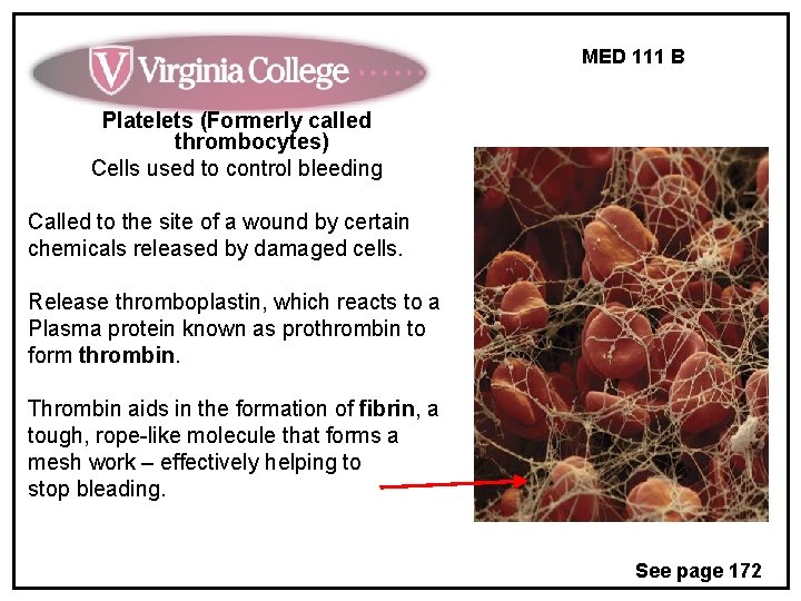 MED 111 B Chapter 6 Blood and the