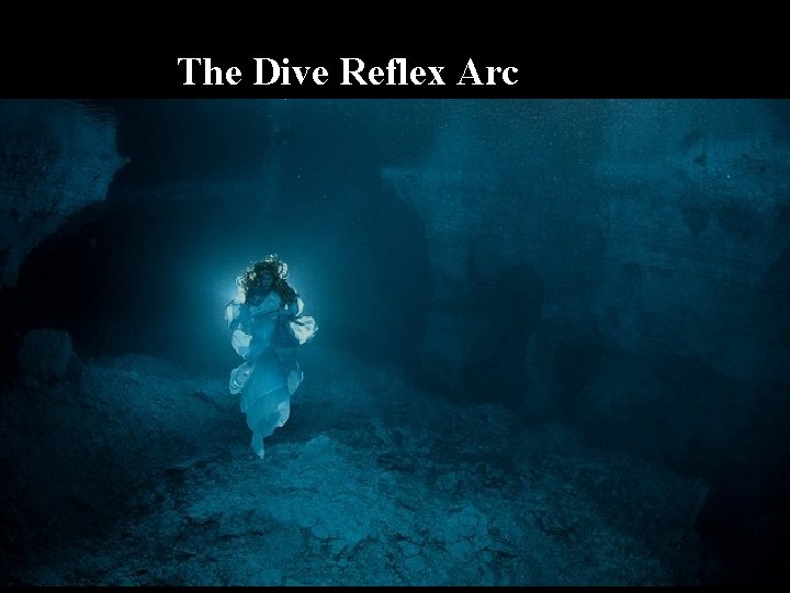 Cardiovascular System April Bill Grace Tommy Team Bernard