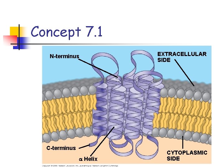 Chapter 7 notes Membrane Structure and Function Concept
