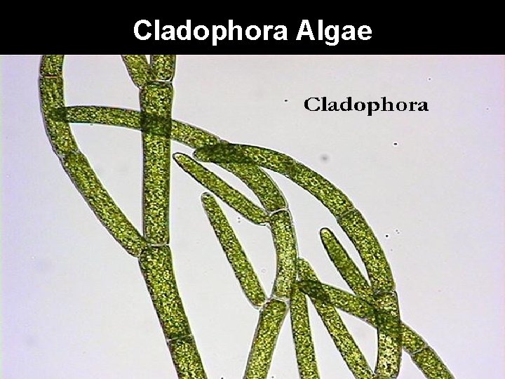 Microbiology Review Biology II The Inner Life of