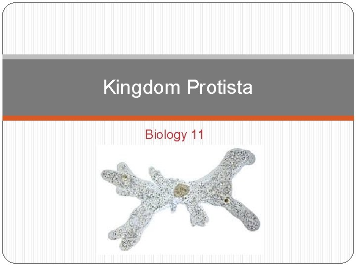 Kingdom Protista Biology 11 Background Protists first appeared