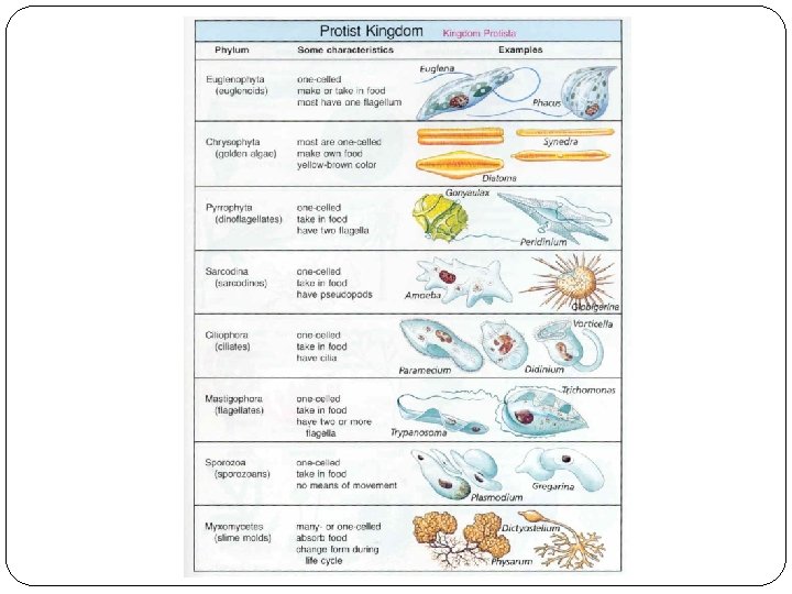 Kingdom Protista Biology 11 Background Protists first appeared
