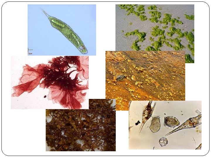 Kingdom Protista Biology 11 Background Protists first appeared