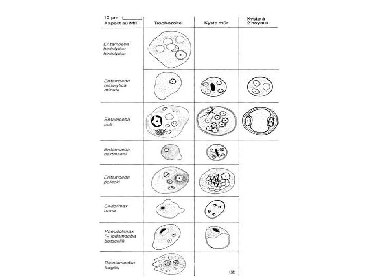 Amibiase LES AMIBES 2 espces damibes morphologiquement identiques