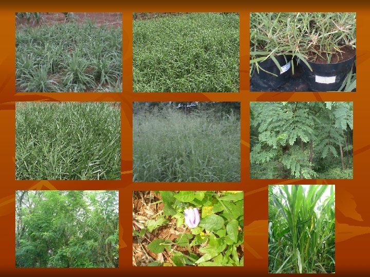 Tabel 2 Jenis Rumput dan Legum yang diambil