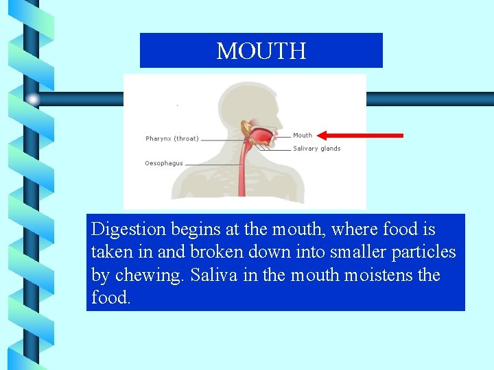 HUMAN DIGESTIVE SYSTEM TARGET AUDIENCE AGE 11 14