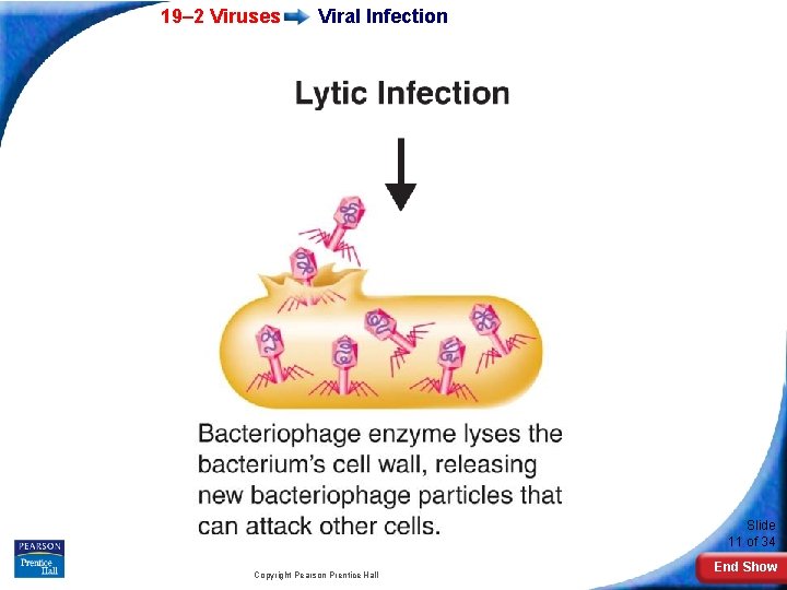 19 2 Viruses Slide 1 of 34 Copyright